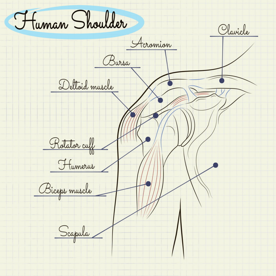 anatomy of the human shoulder – Dr. John Skedros